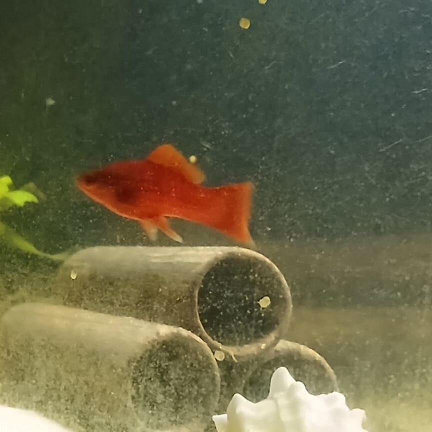 Рыбки меченосцы бесплатно