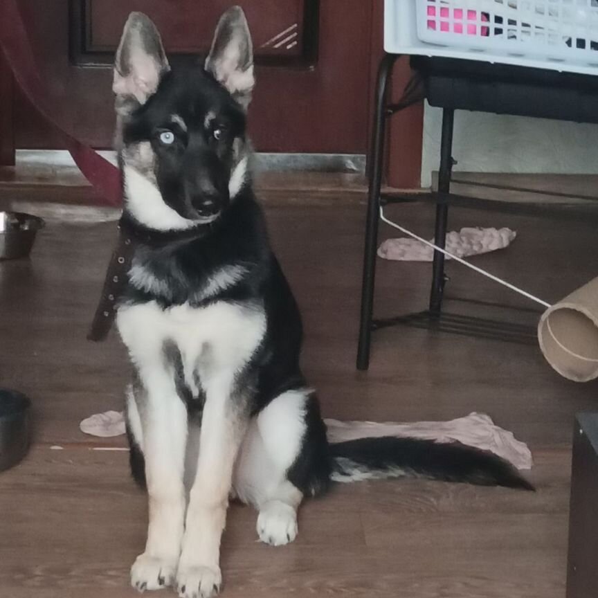 Немецкая овчарка, щенок