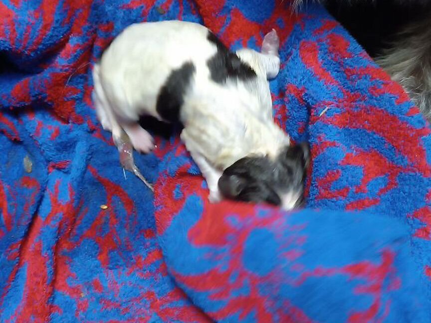 Собаки щенки