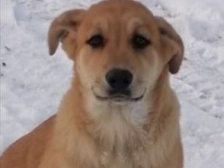 Щенок пузатик в добрые руки