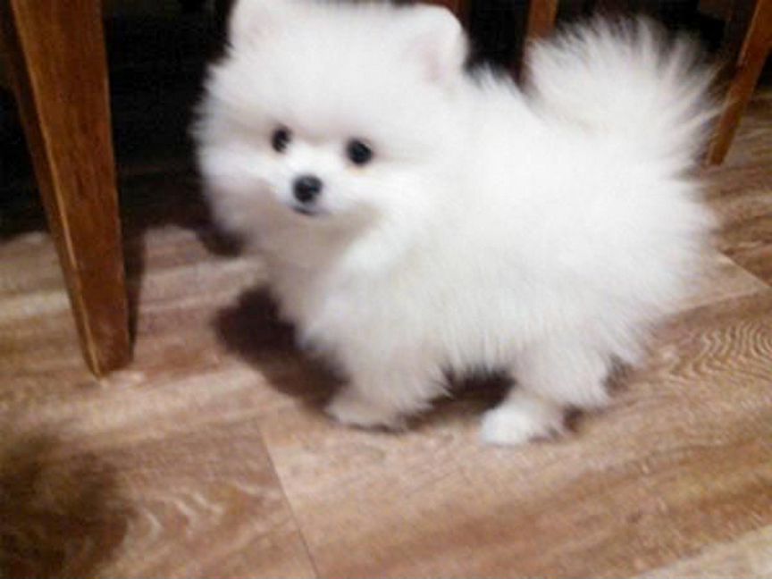 Шпиц белый мини мальчишка