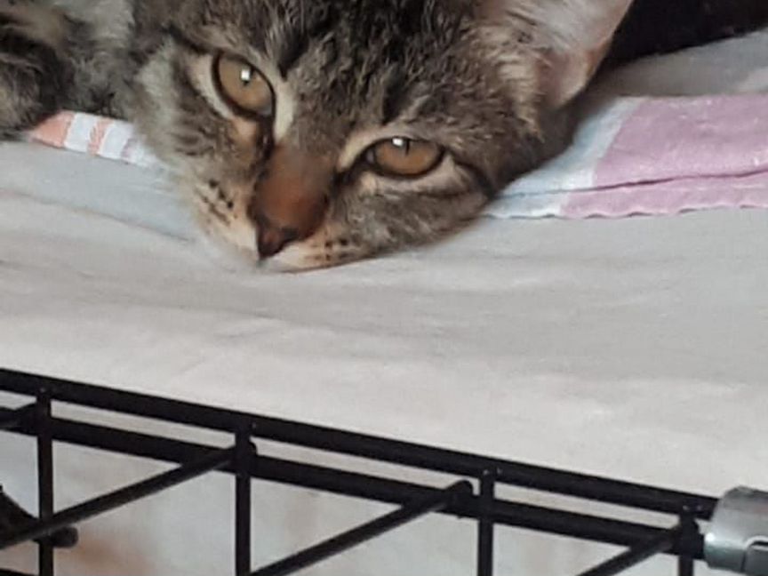 Кошка