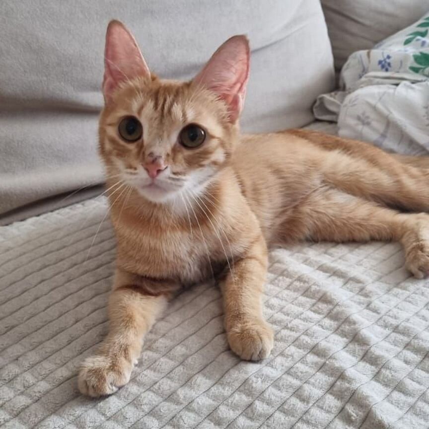 Кошка ищет дом