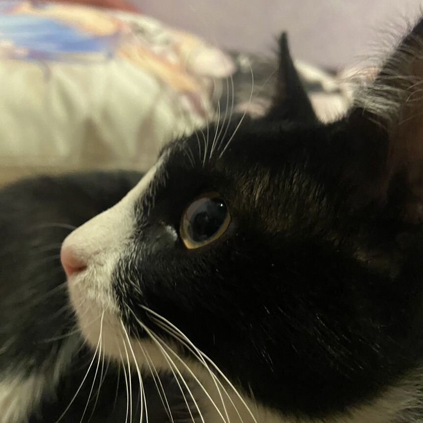 Кот