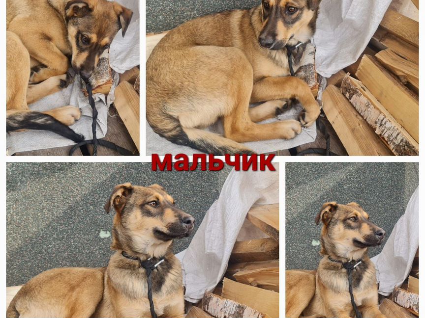 Бельгийская овчарка мальчик