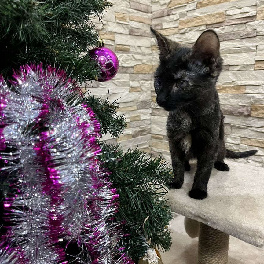 Котенок девочка в добрые руки