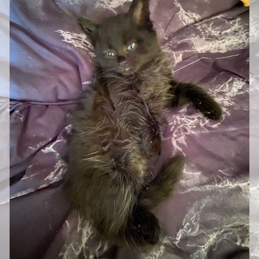 Котёнок в добрые руки
