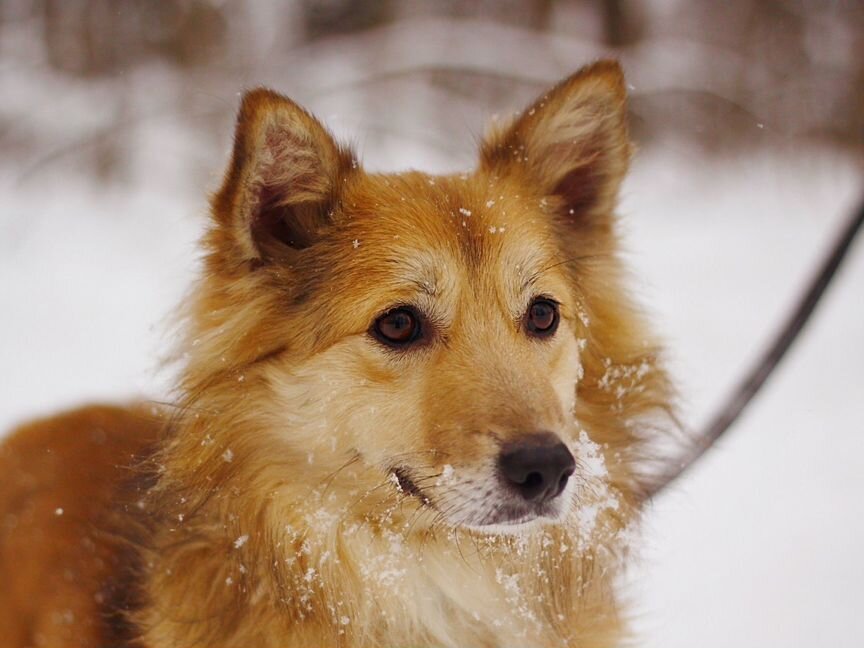 Собачка в добрые руки