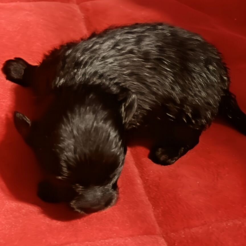 Померанский шпиц, щенок