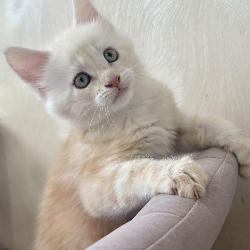 Мейн-кун котёнок