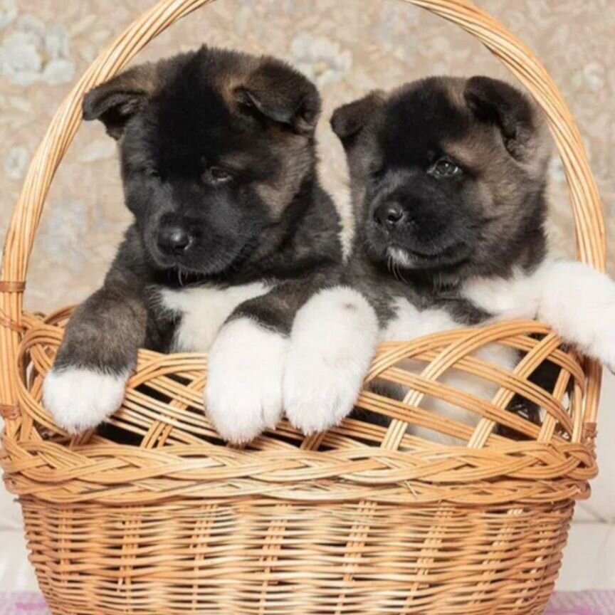 Щенки американской акиты