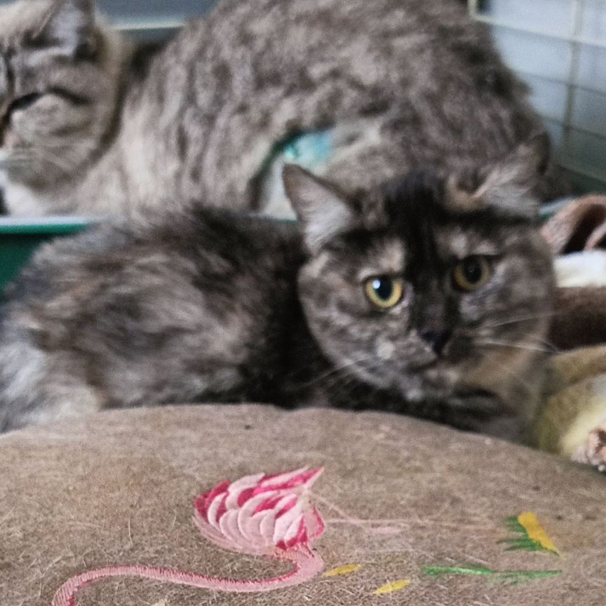 Маленькая котя