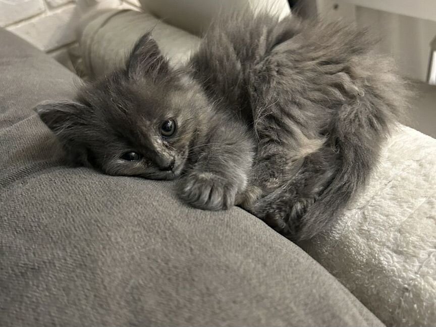 Кошка