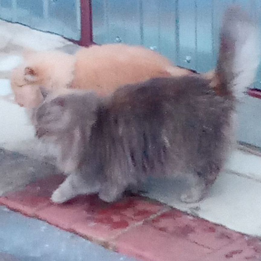 Взрослая, Девочка кошка в добрые руки