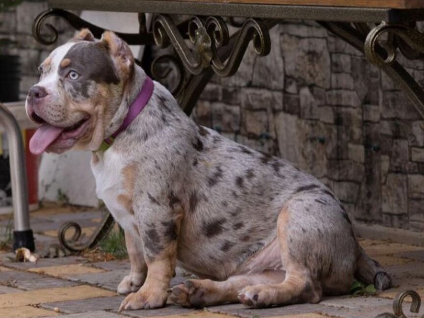 Девочка Американский Булли