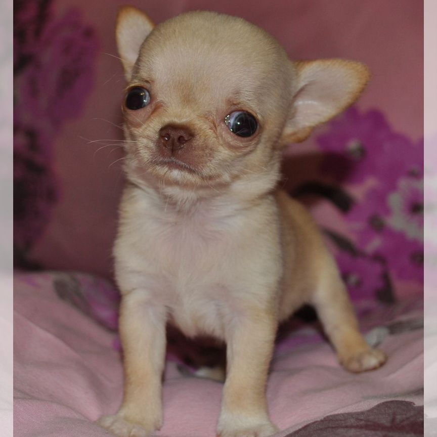 Чихуахуа, щенок