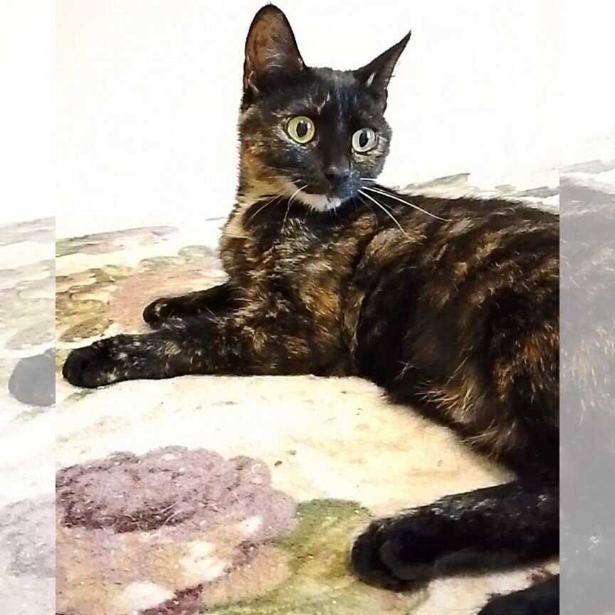 Экзотический короткошёрстный котёнок