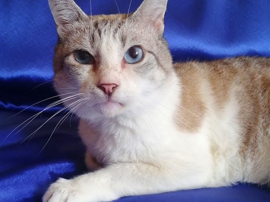 Чудесный котик - Маркиз очень хочет домой