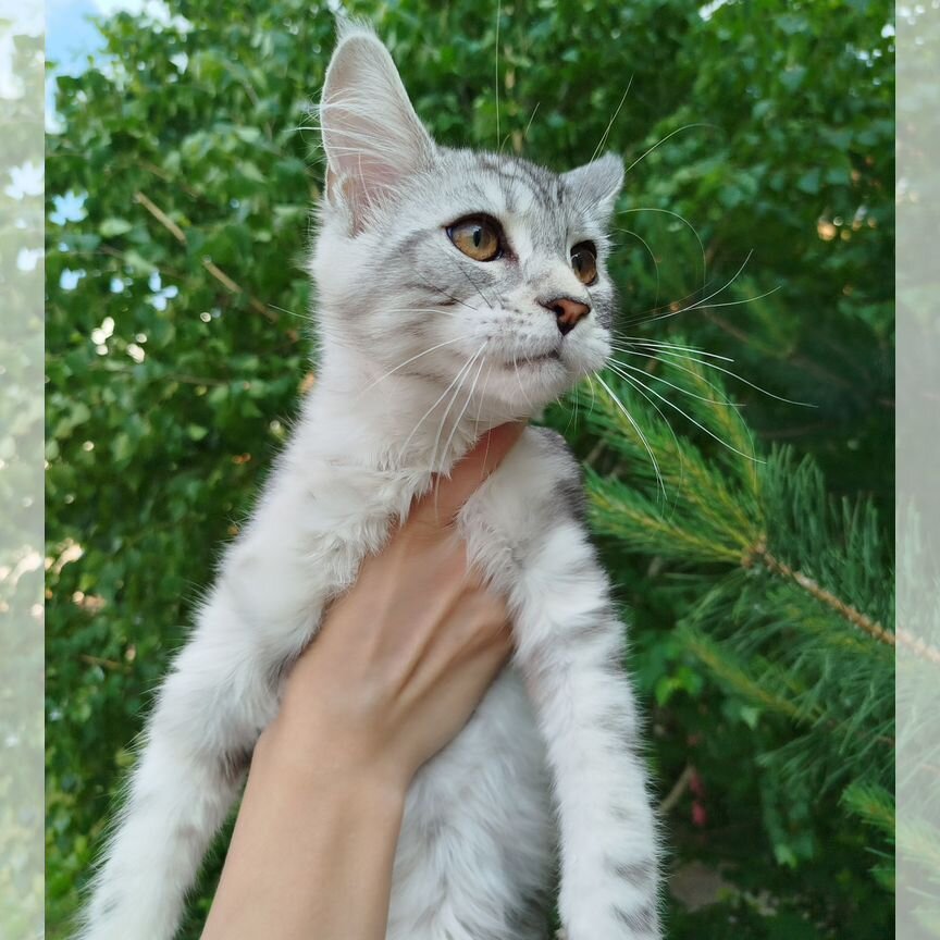 Мейн-кун котёнок