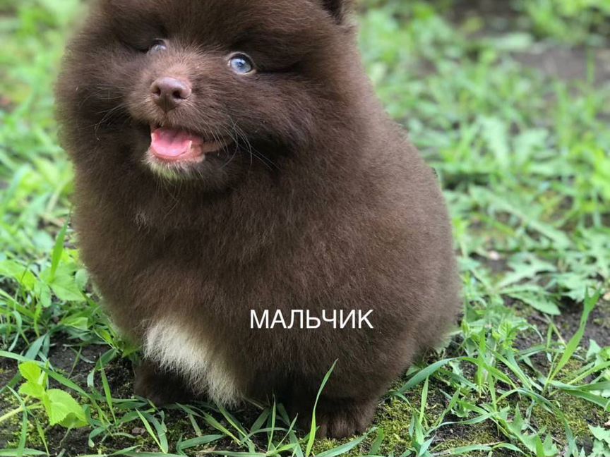 Померанский шпиц шоколадный