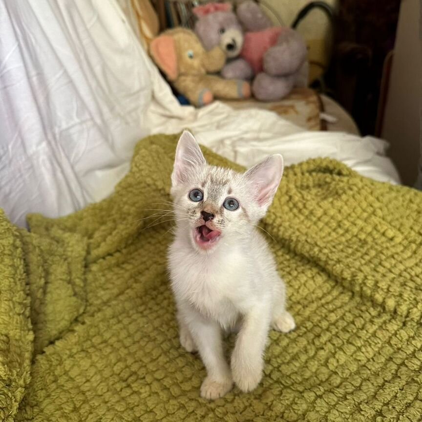 Котенок с голубыми глазами