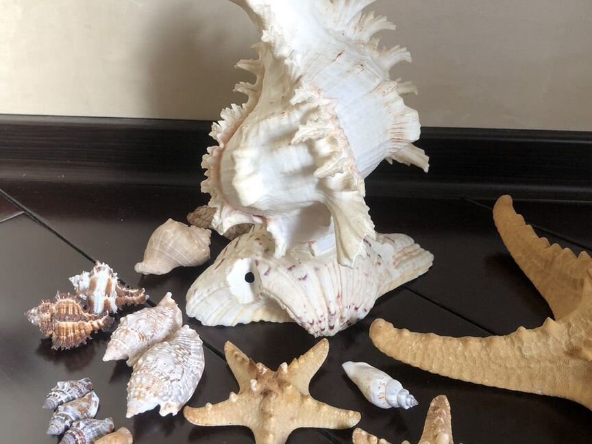 Ракушки морские звезды