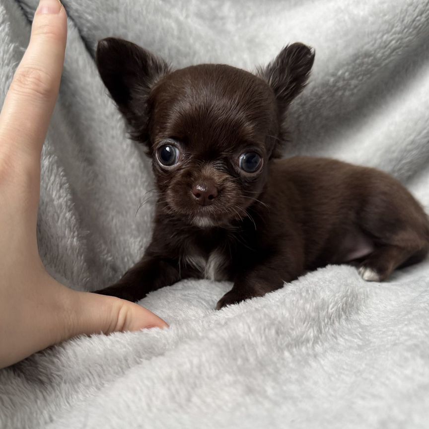 Чихуахуа, щенок