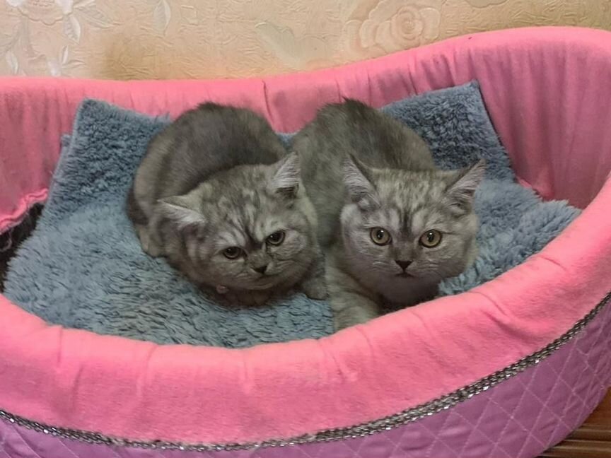 Шотландские котята