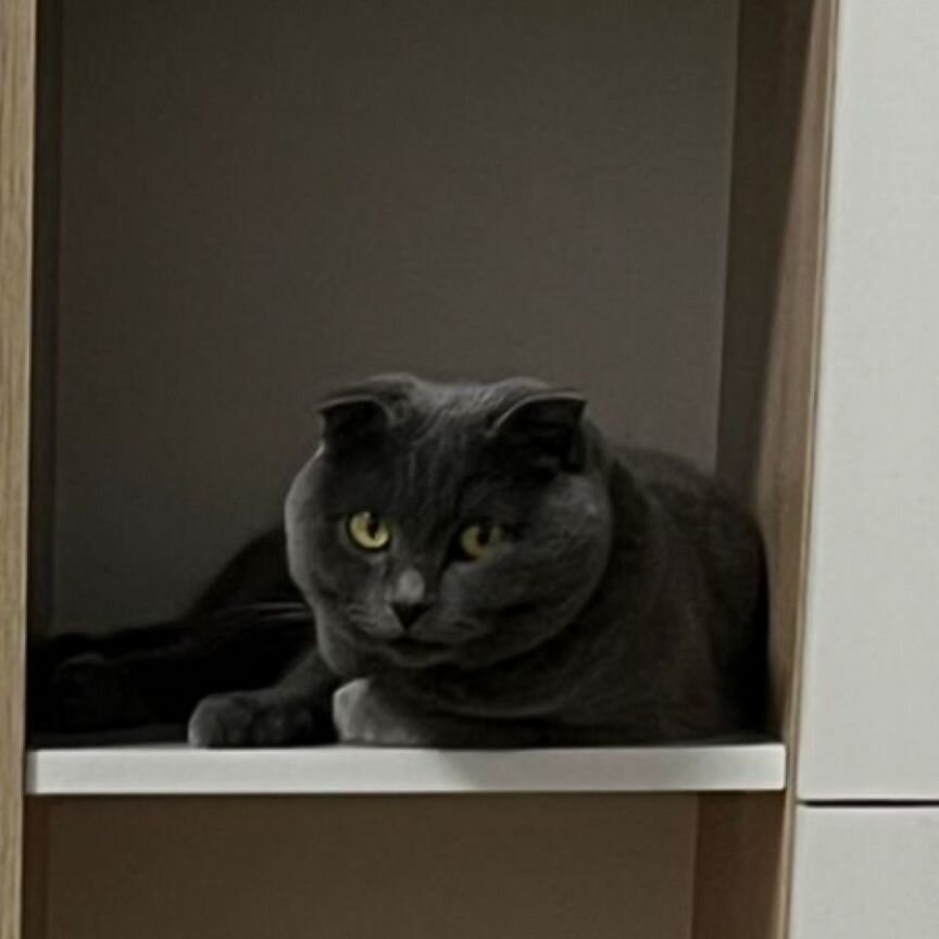 Вислоухая серая кошка отдам