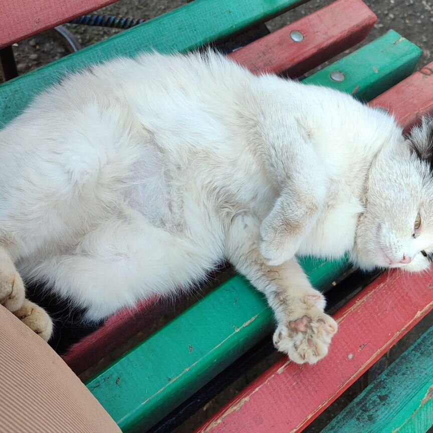 Отдам в добрые руки
