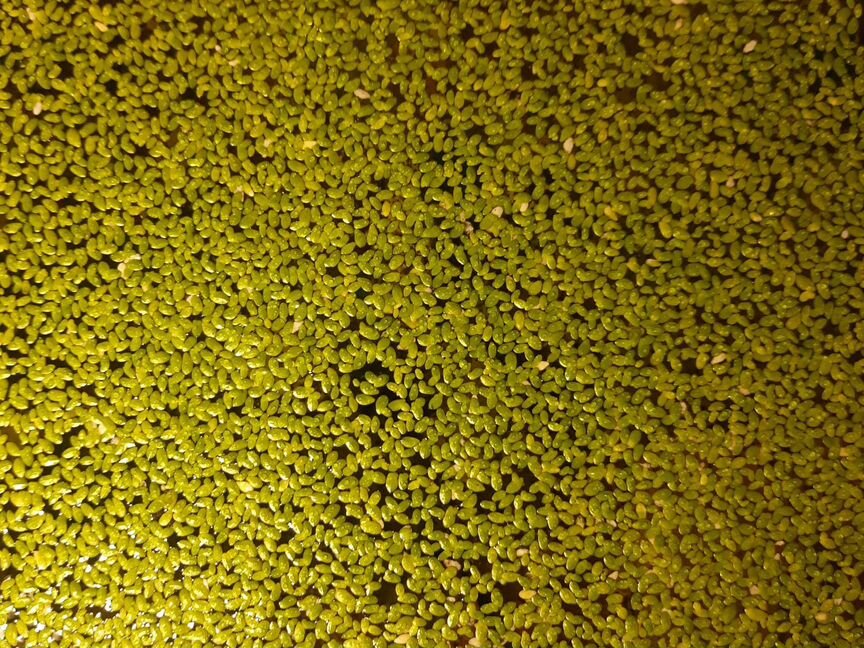 Ряска для аквариума