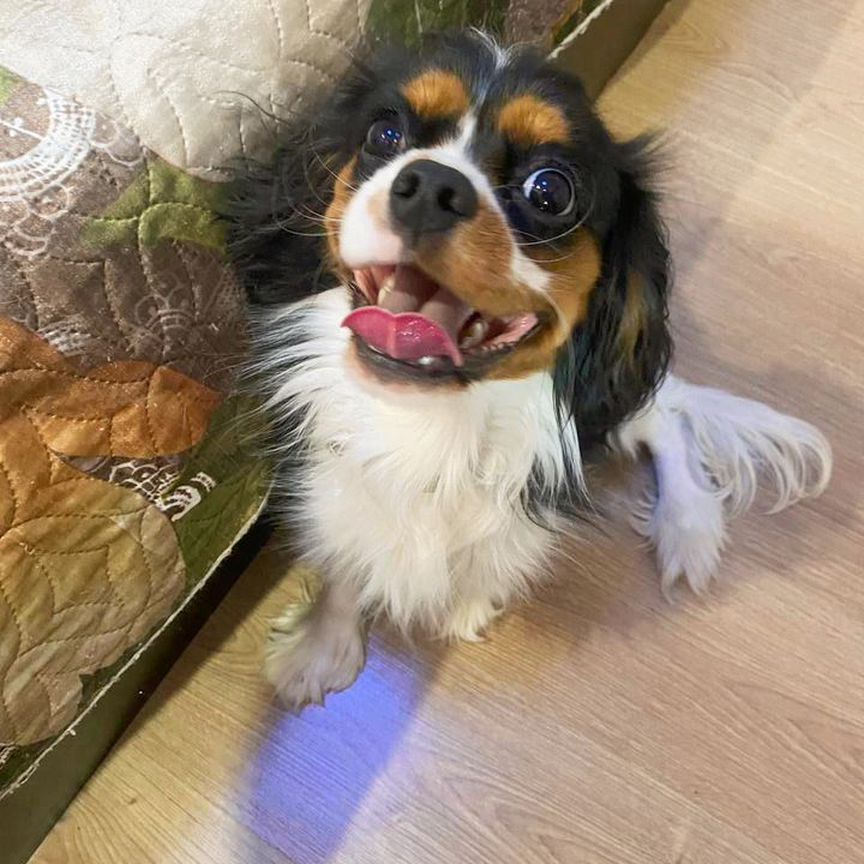 Кавалер кинг чарльз спаниель вязка