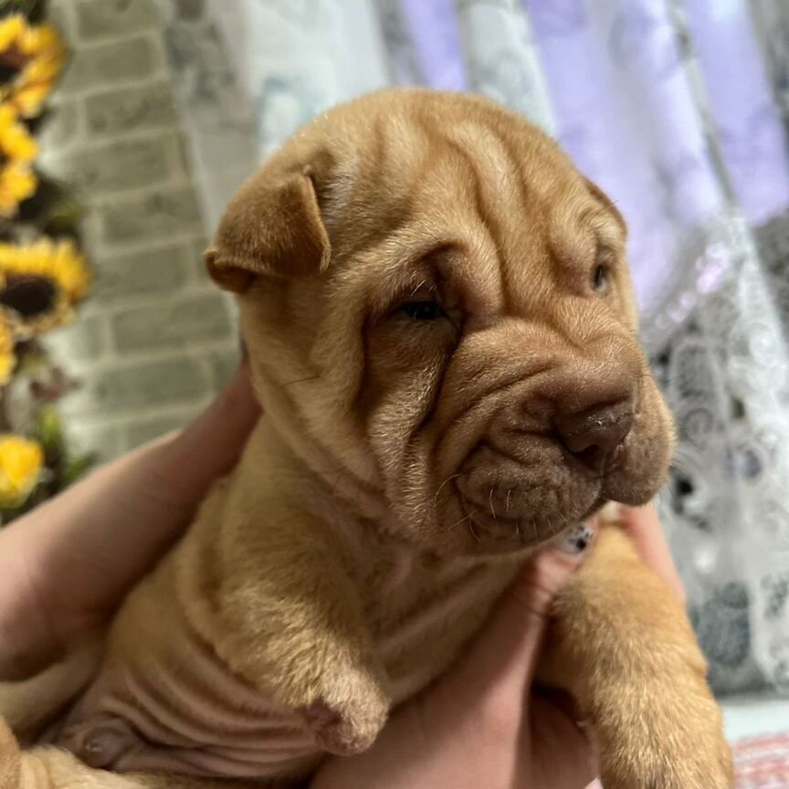 Щенки шарпей