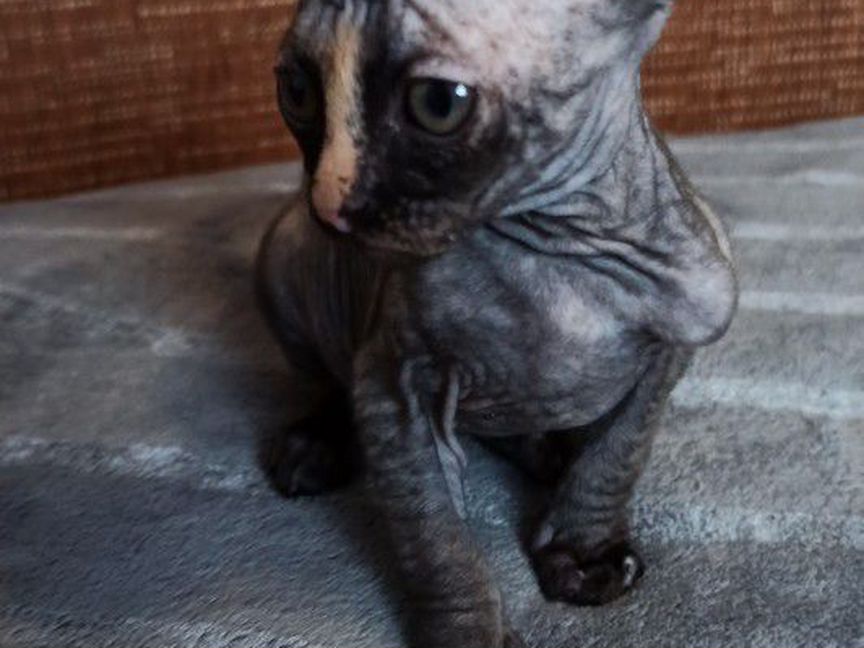 Донской сфинкс котята