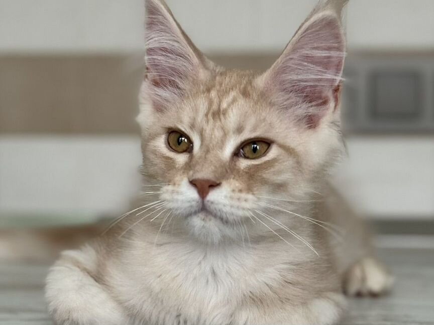 Мейн-кун мальчик мраморный серебряный