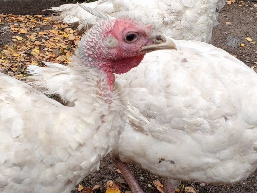 Индюки бройлеры