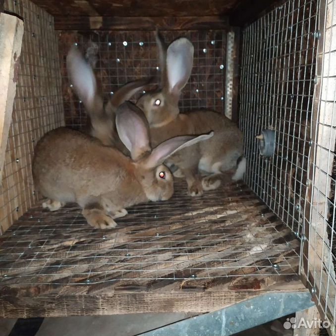 Кролики породы "Фландр"