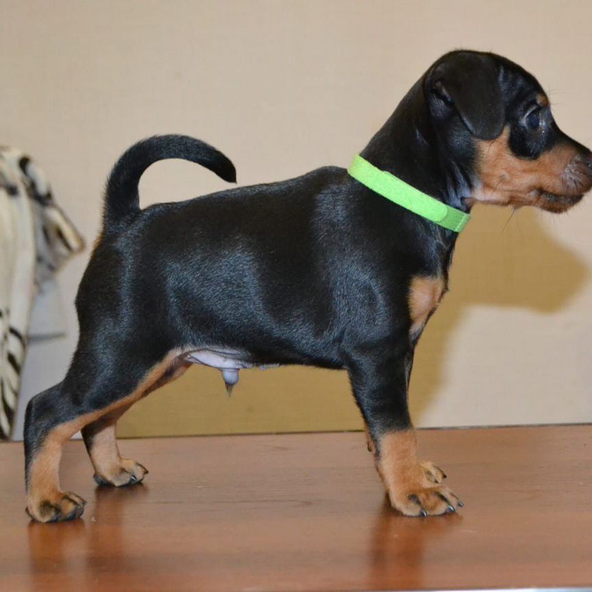 Цвергпинчер, щенок