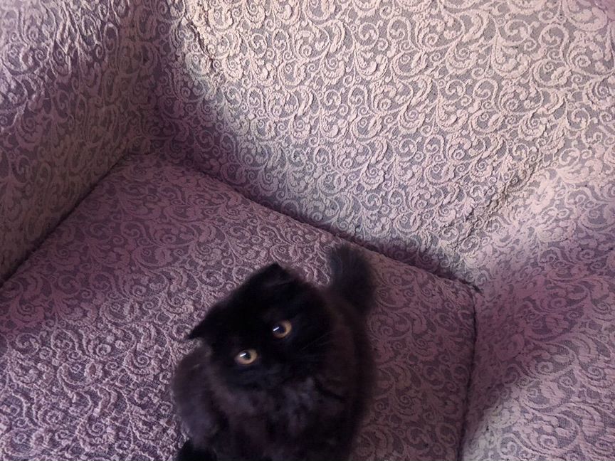 Молодая кошечка
