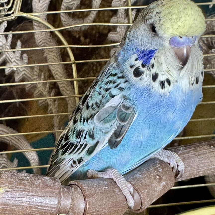 Выставочный волнистый попугай ввп Чех