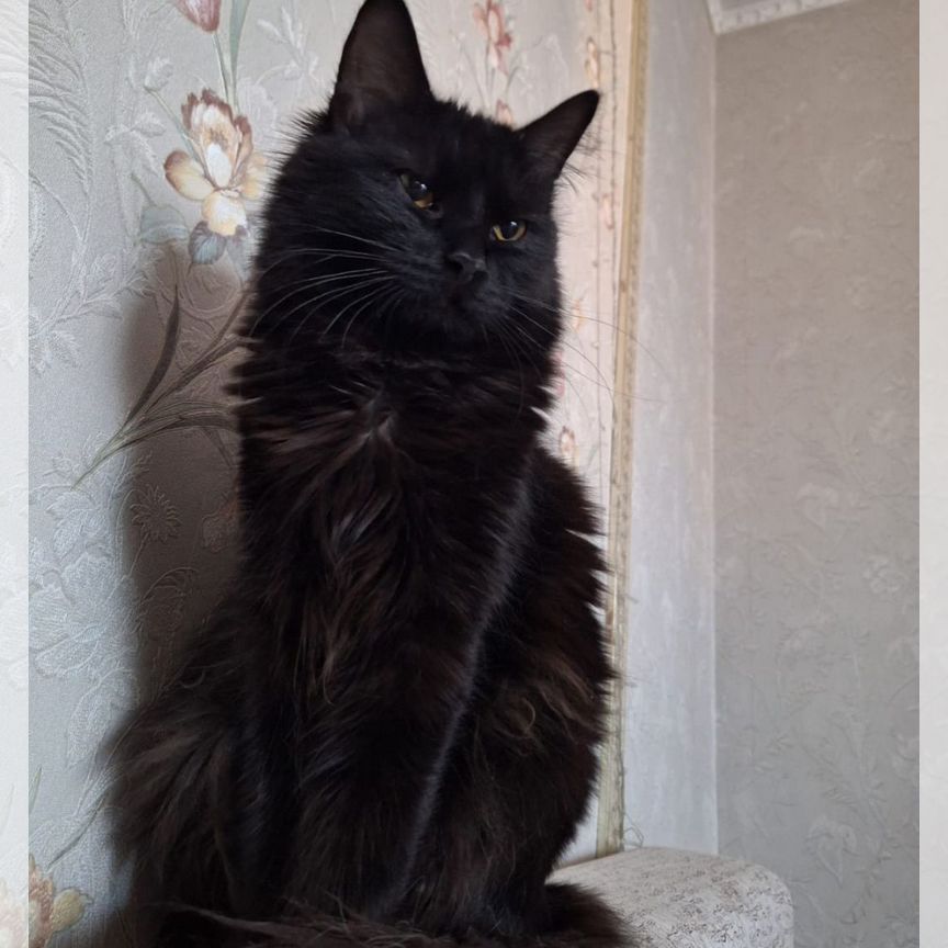 Черная кошка