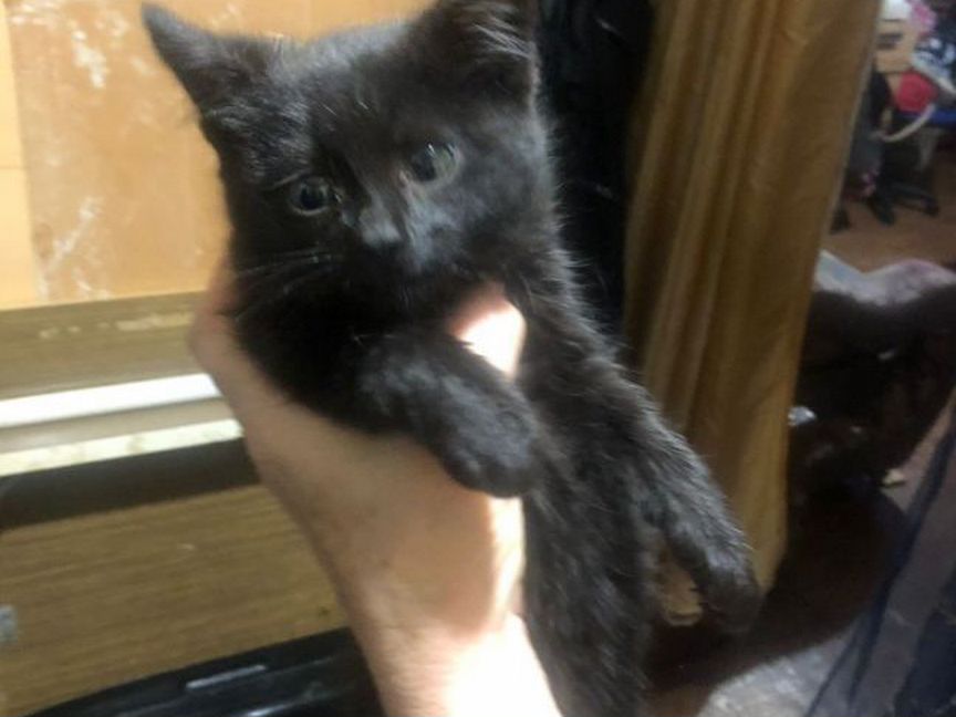 Котенок