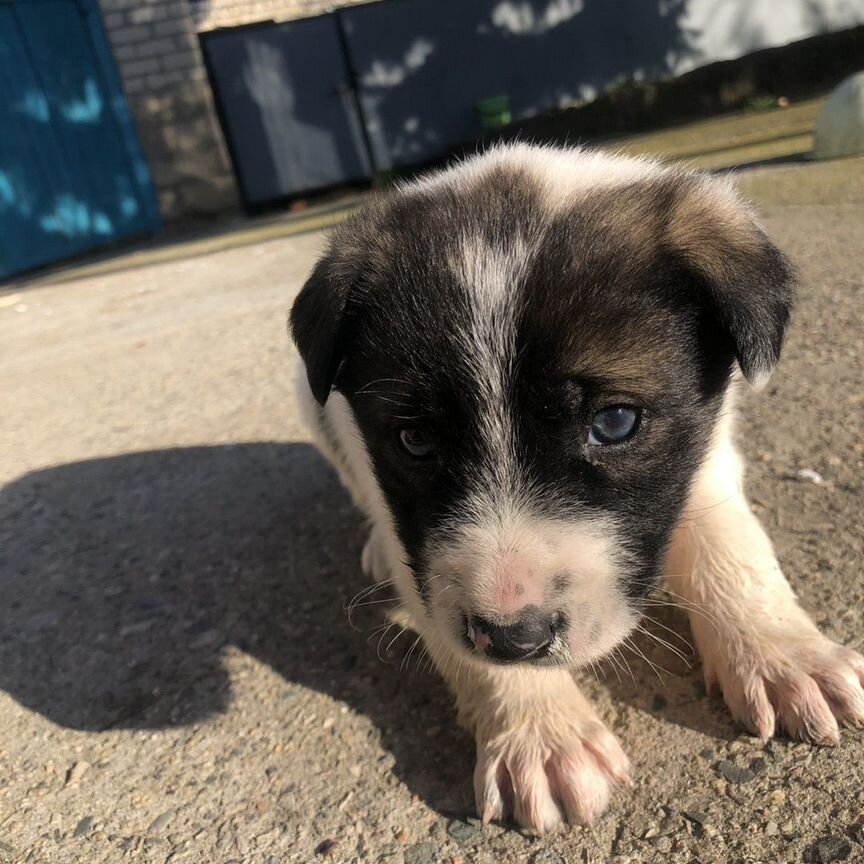 Щенок в добрые руки бесплатно