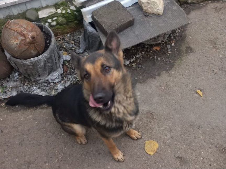 Собаки бесплатно