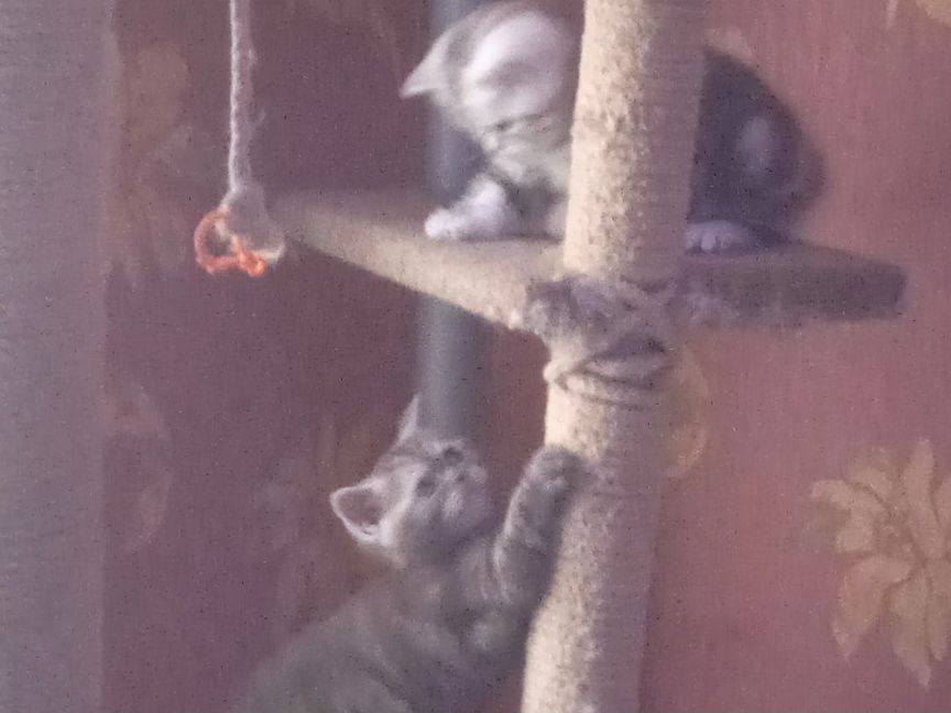 Британские котята