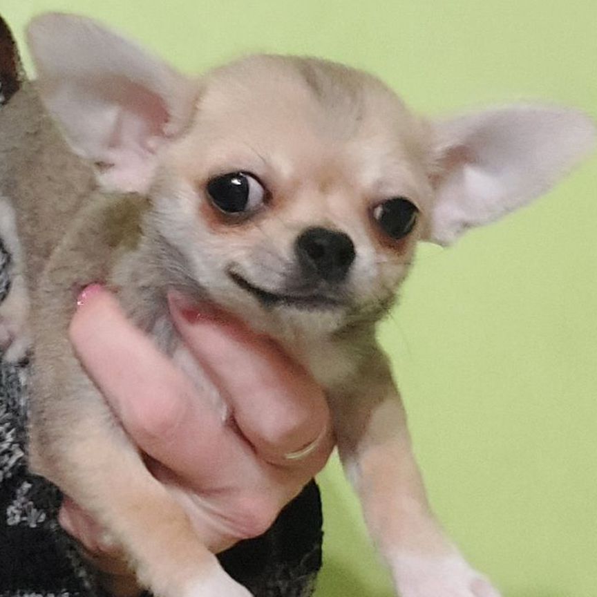 Чихуахуа, щенок