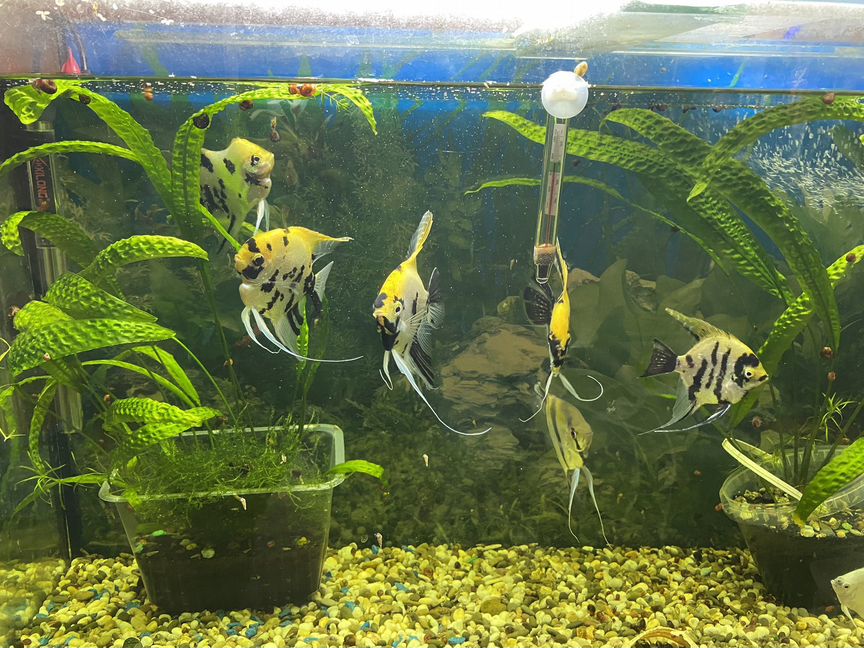 Аквариумные рыбы