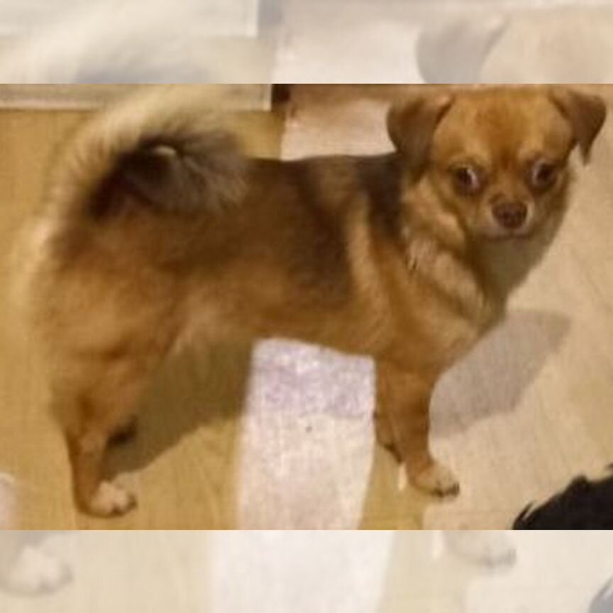 Чихуахуа Мальчик 1,5 года