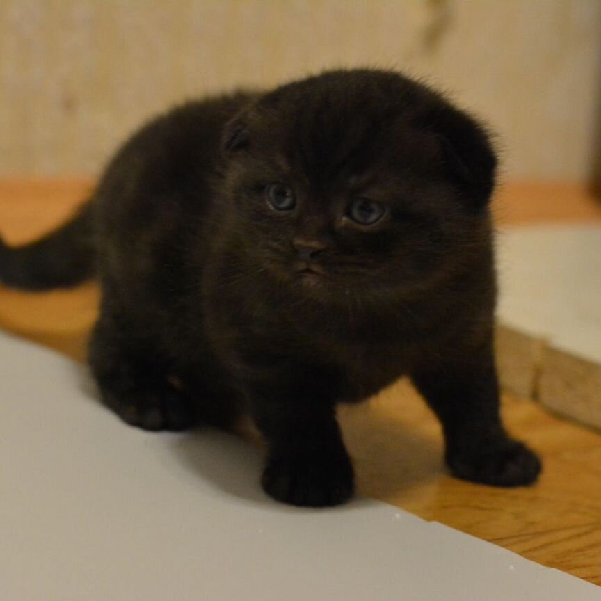 Шотландский плюшевый медвежонок