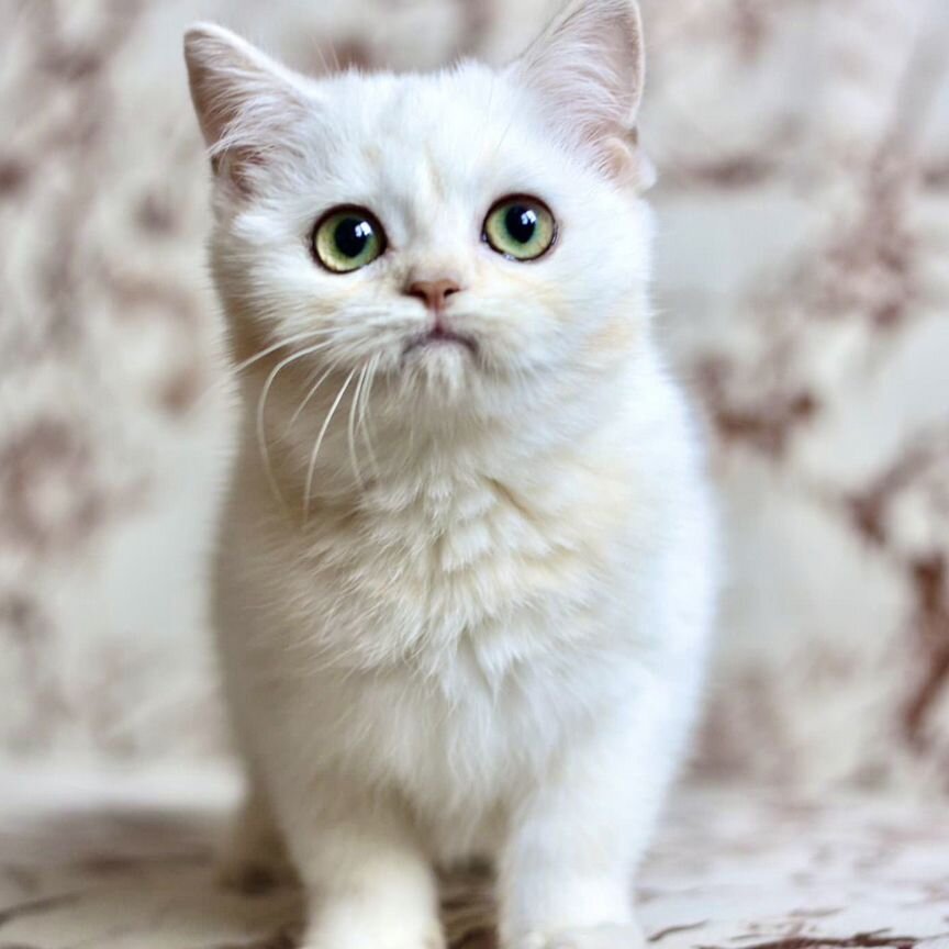 Серебристая шиншилла котенок